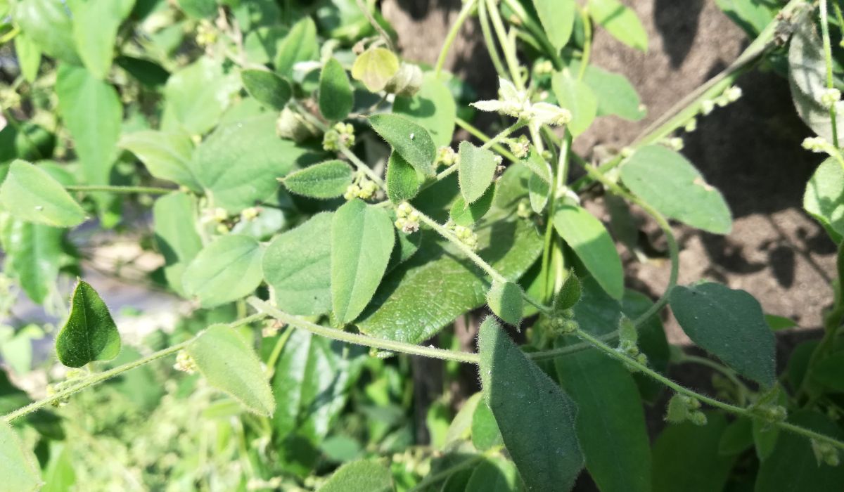 Weight Kam Karne Ka Liya Bathua Juice Kaise Banaen | TalkInHindi - Talk ...